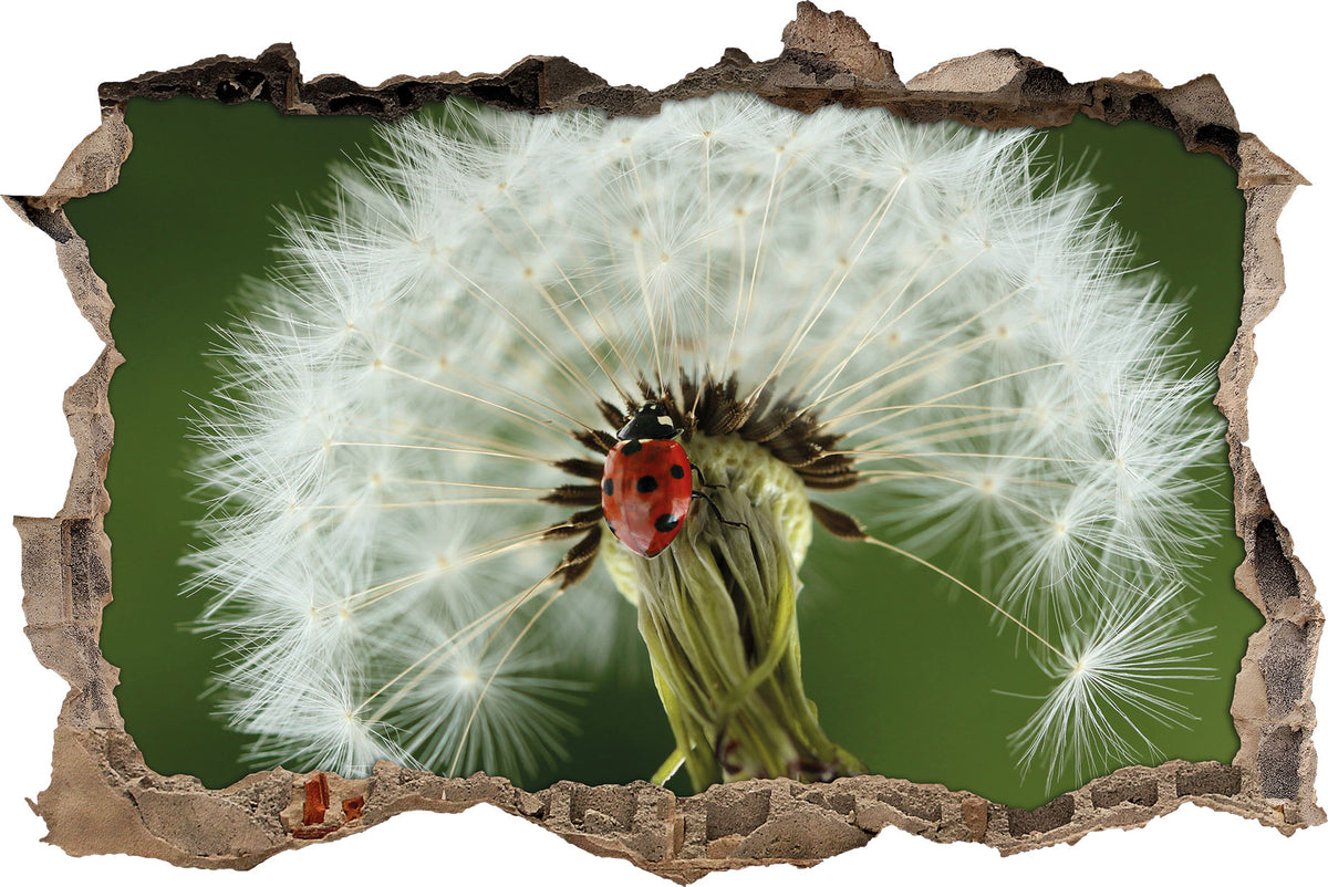 Spannende Wandtattoo Pusteblume 3d Bild