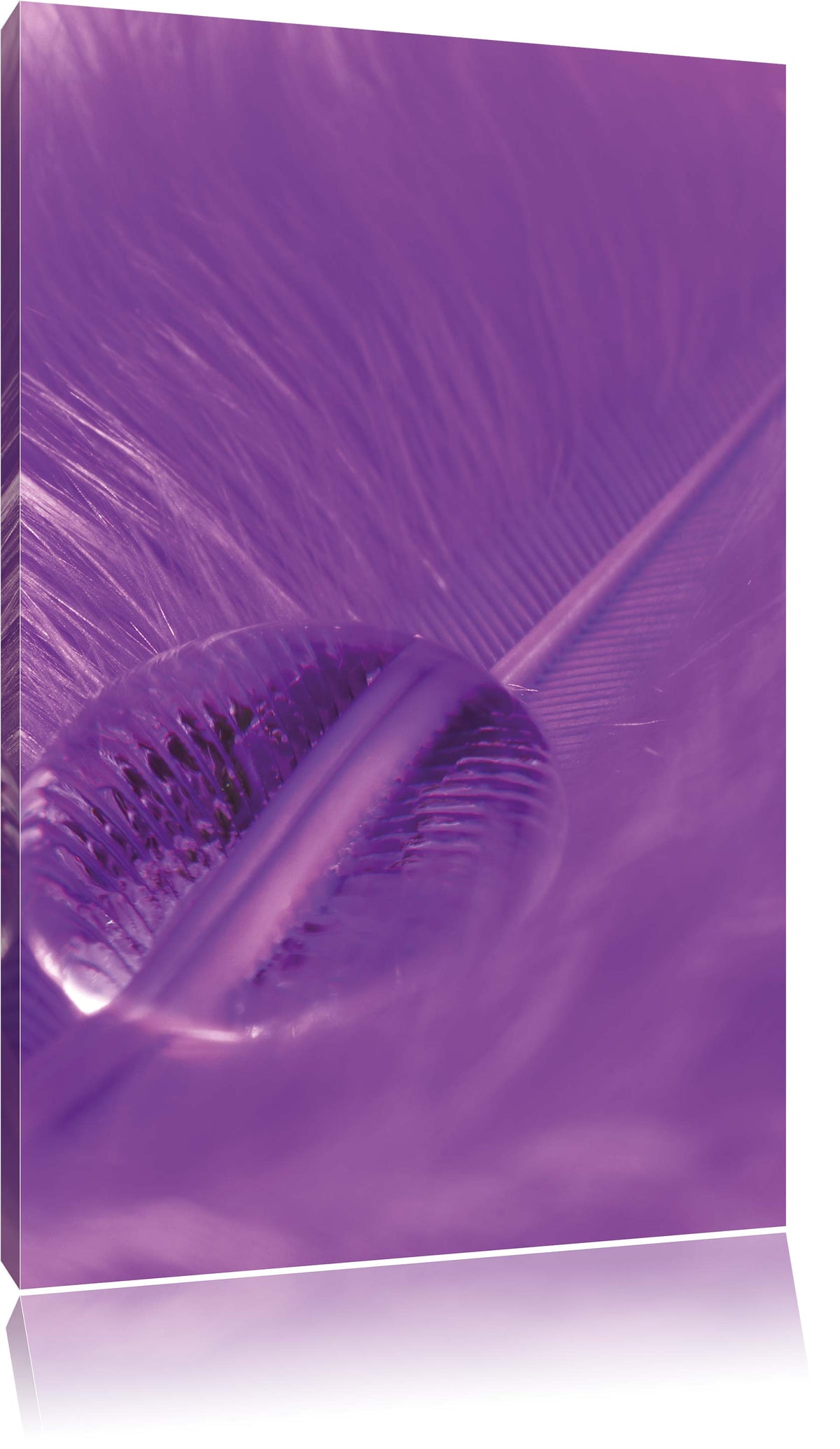 Wassertropfen auf Feder, Leinwandbild— Pixxprint.de