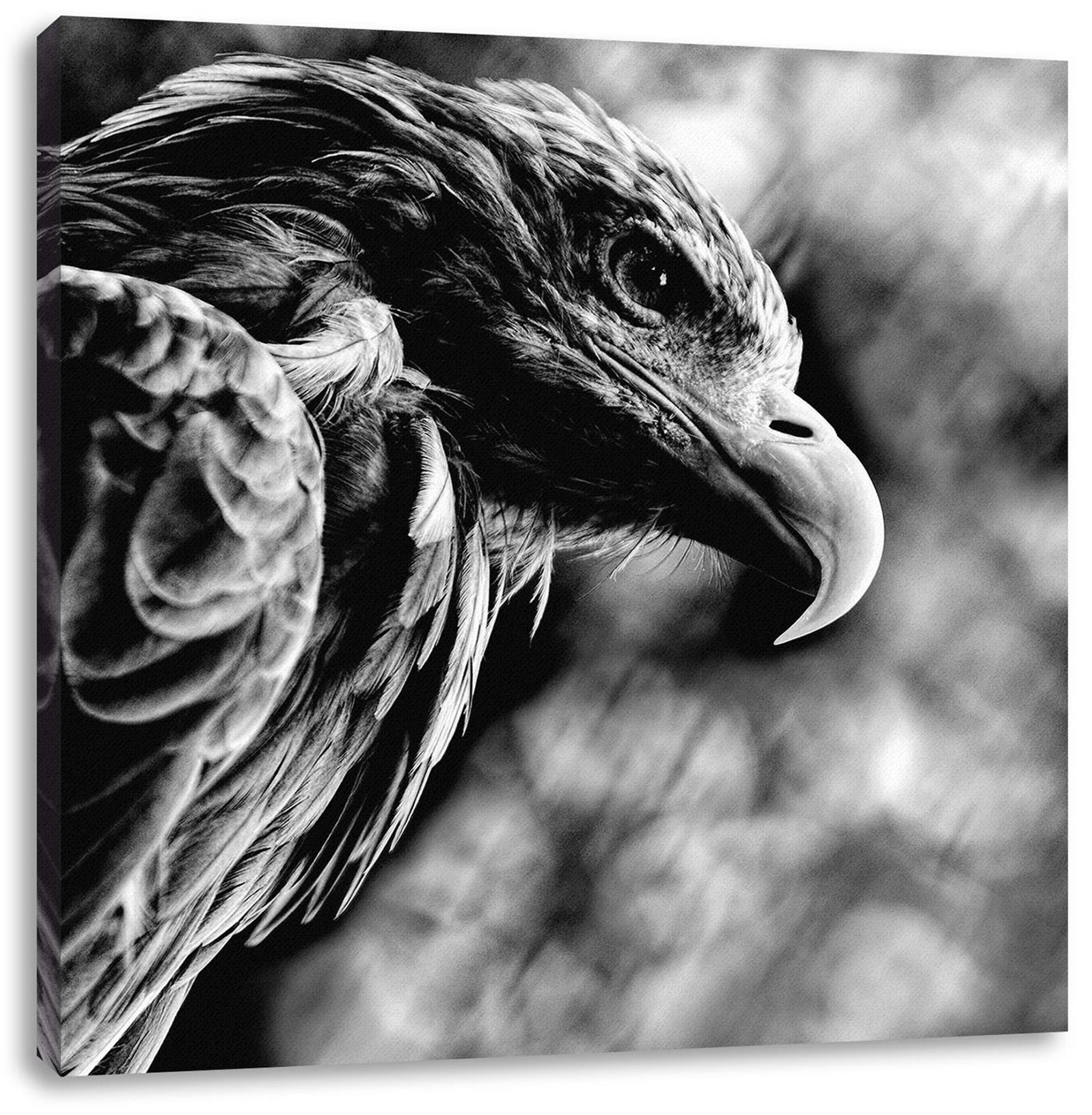 Mächtiger Adler Nahaufnahme, Monochrome, Leinwandbild— Pixxprint.de